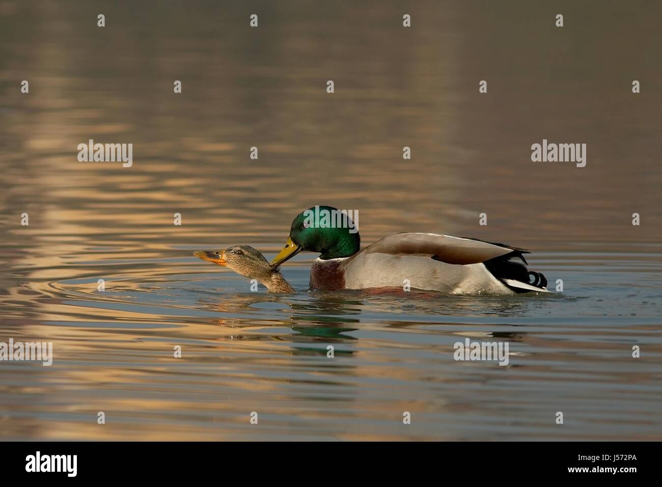 bird birds spring tele ducks waterfowls waterfowl love of animals ...