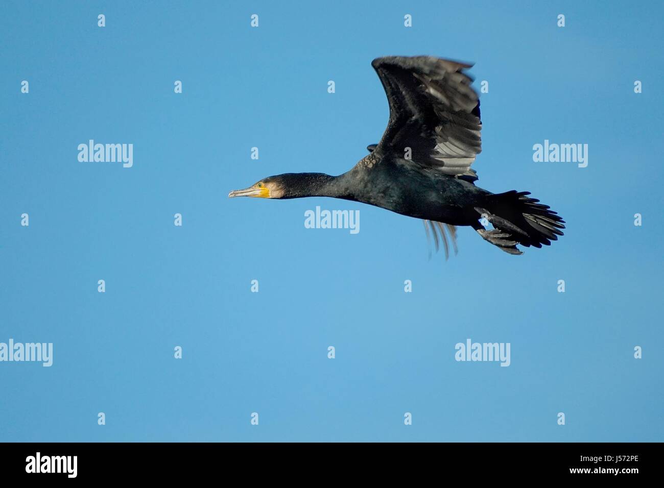 flight bird birds cormorant tele wildlife waterfowls waterfowl nature ...