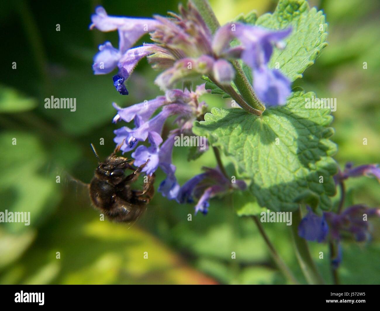 macro close-up macro admission close up view insect bumblebee bloom ...