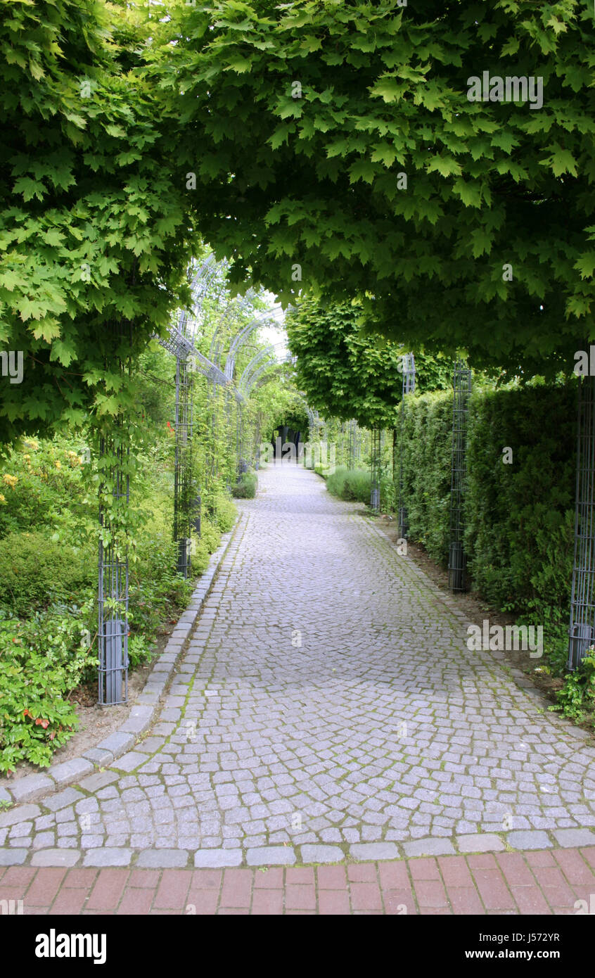 leaf tree trees park garden green flora maple avenue gardens germany ...