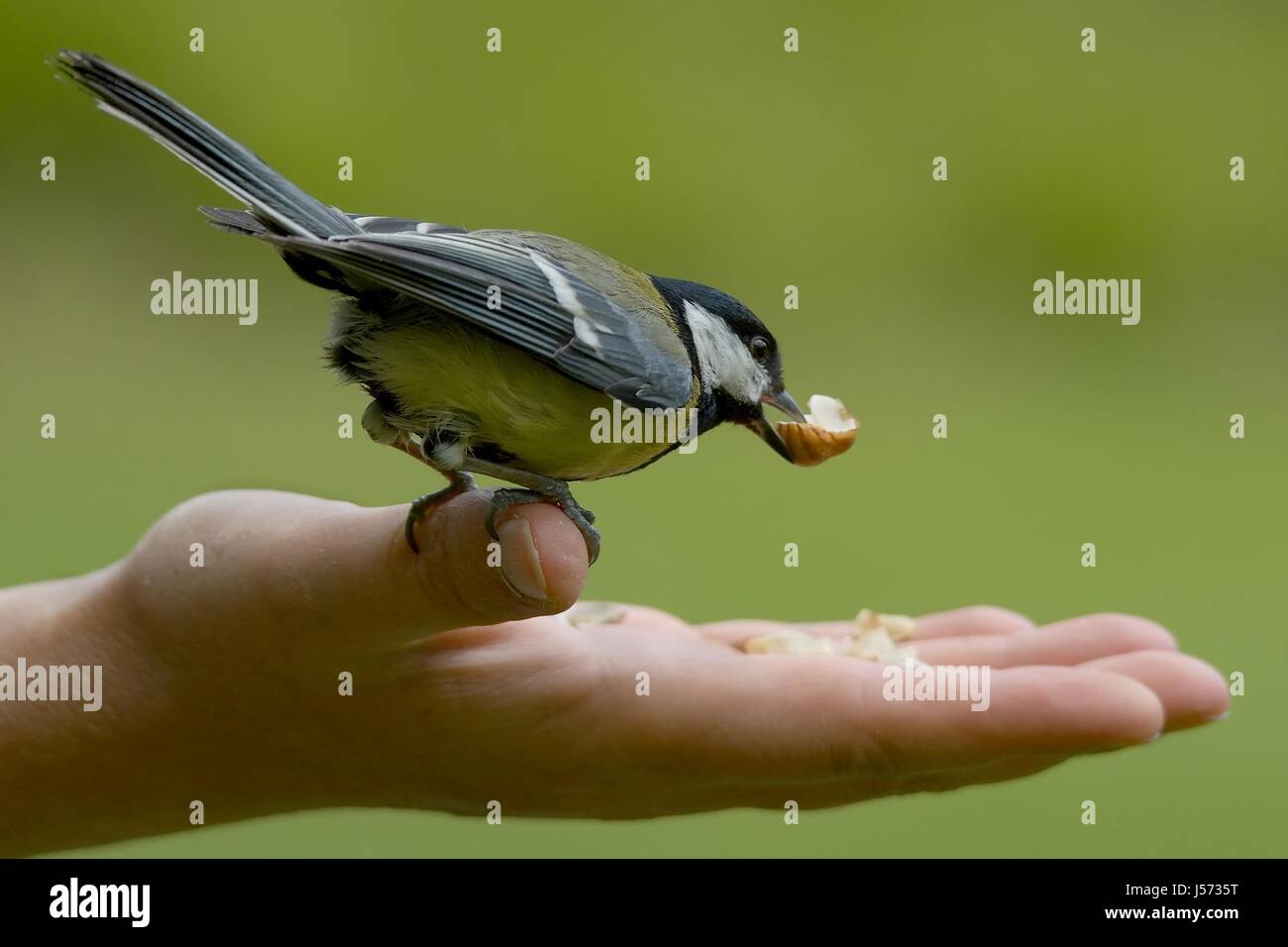 hand bird green birds tele to gorge engulf devour feed up on that ...