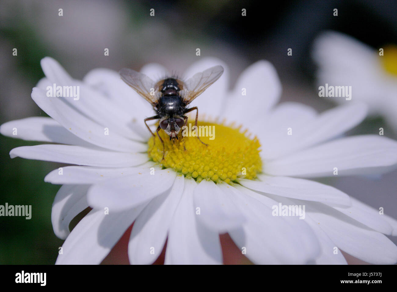insects in the garden Stock Photo - Alamy