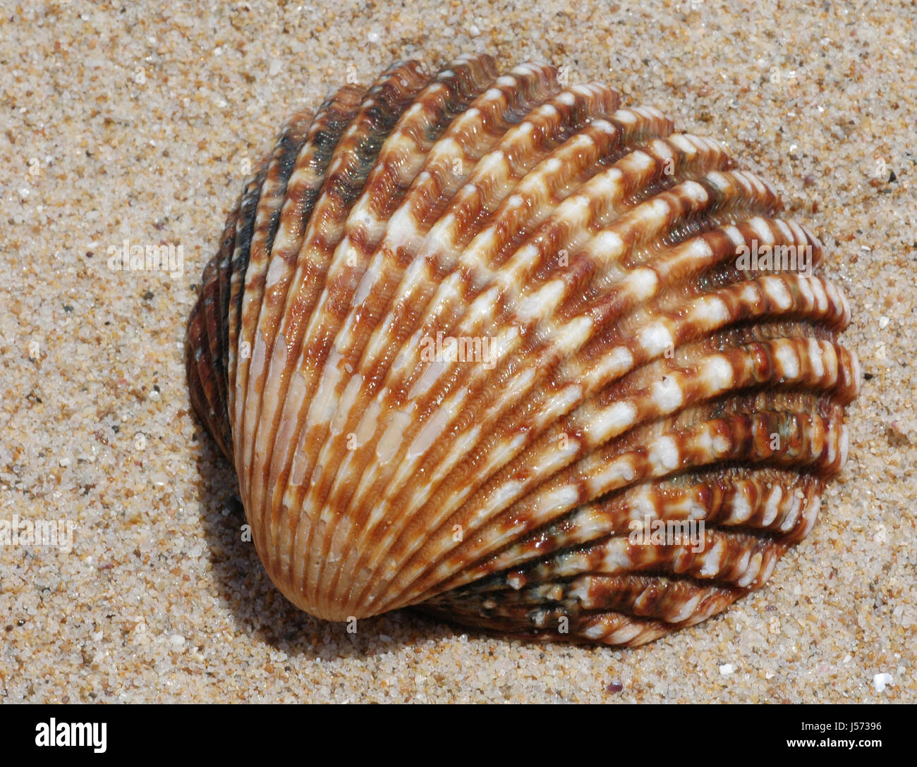 beach,seaside,the beach,seashore,shell,wet,coast,low tide,sands,sand ...
