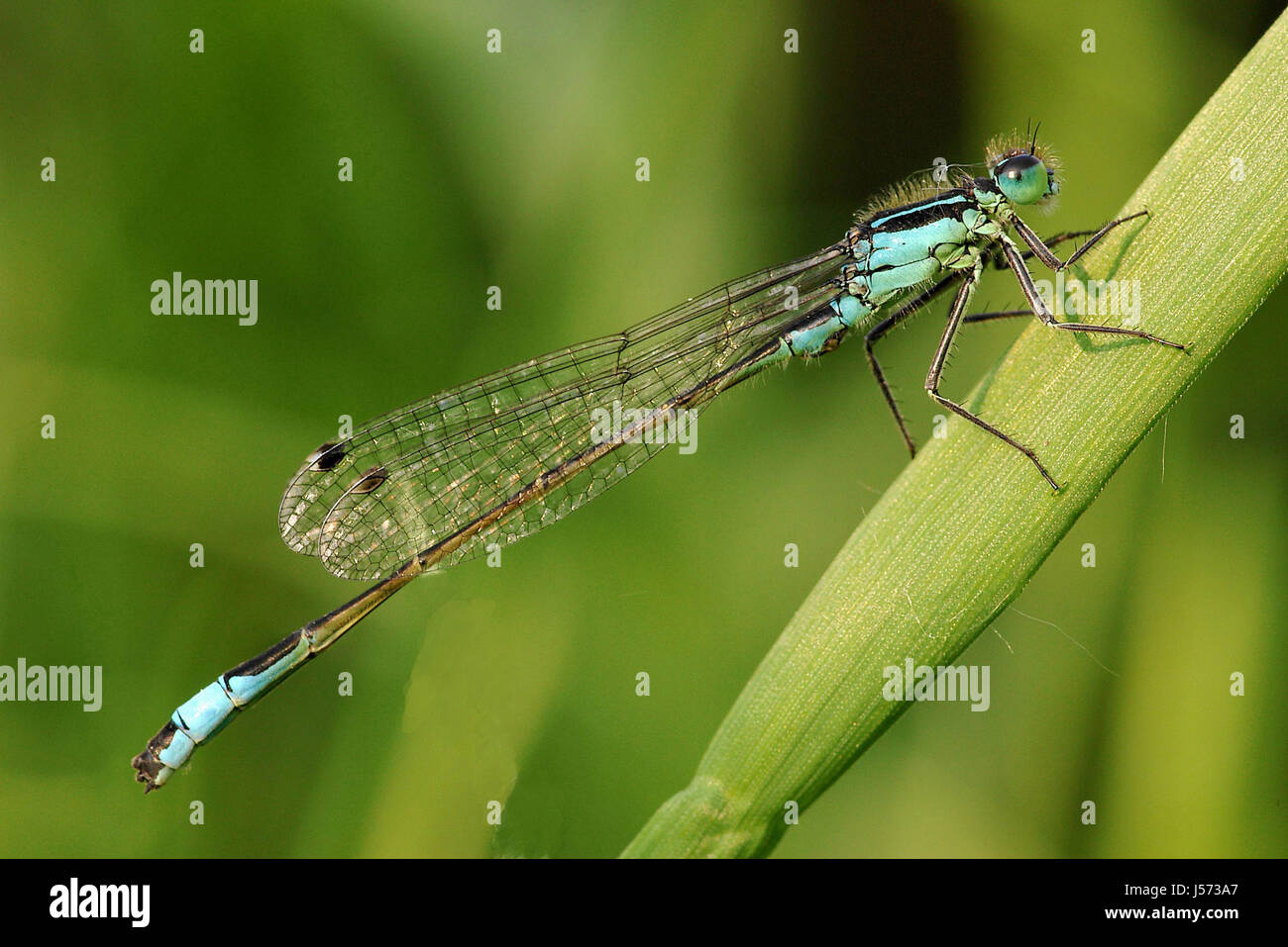 insect insects wing dragonfly blade blade of grass meadow grass lawn ...