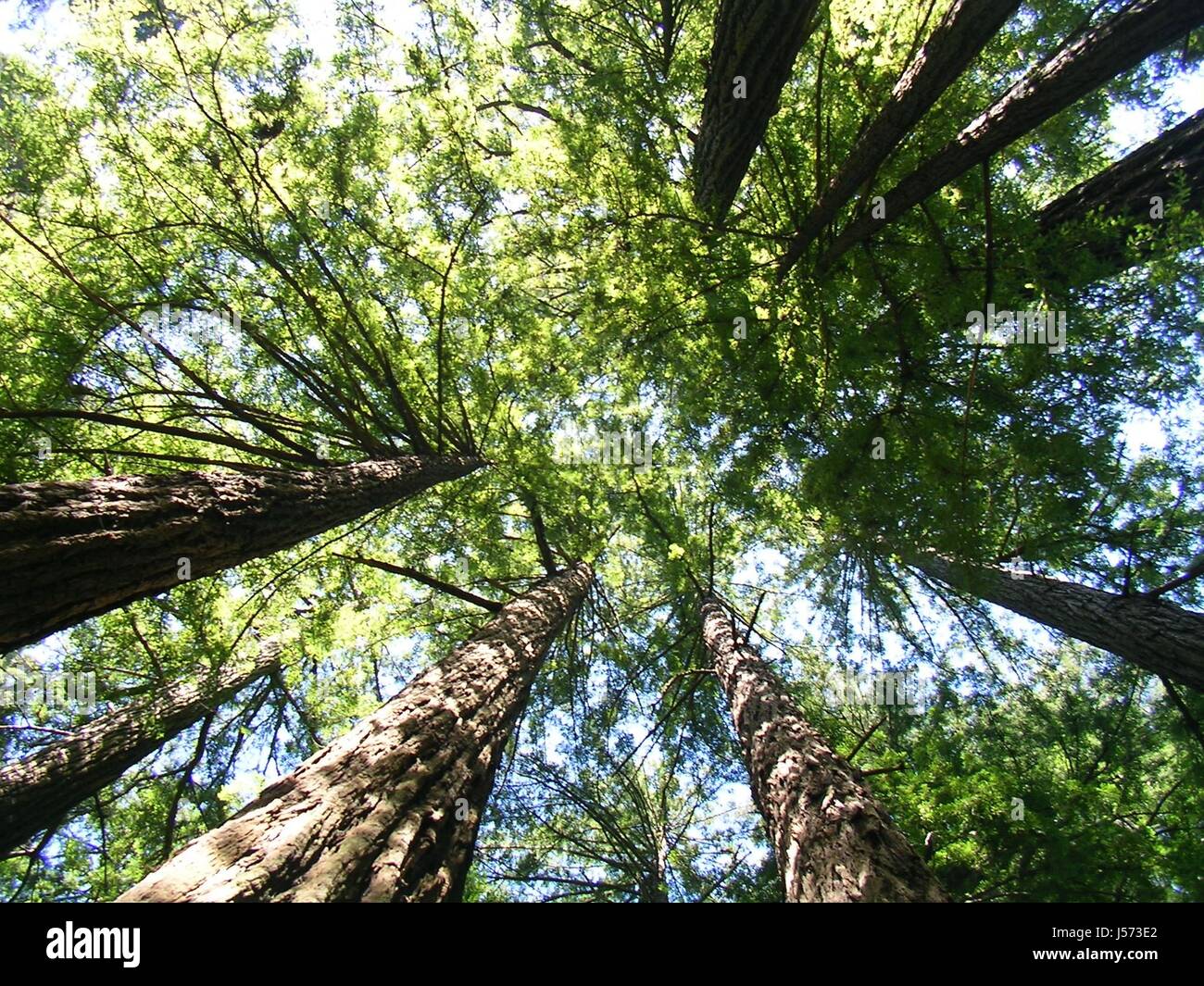 upwards tree trees green giant leaves usa bark creature circle forest ...