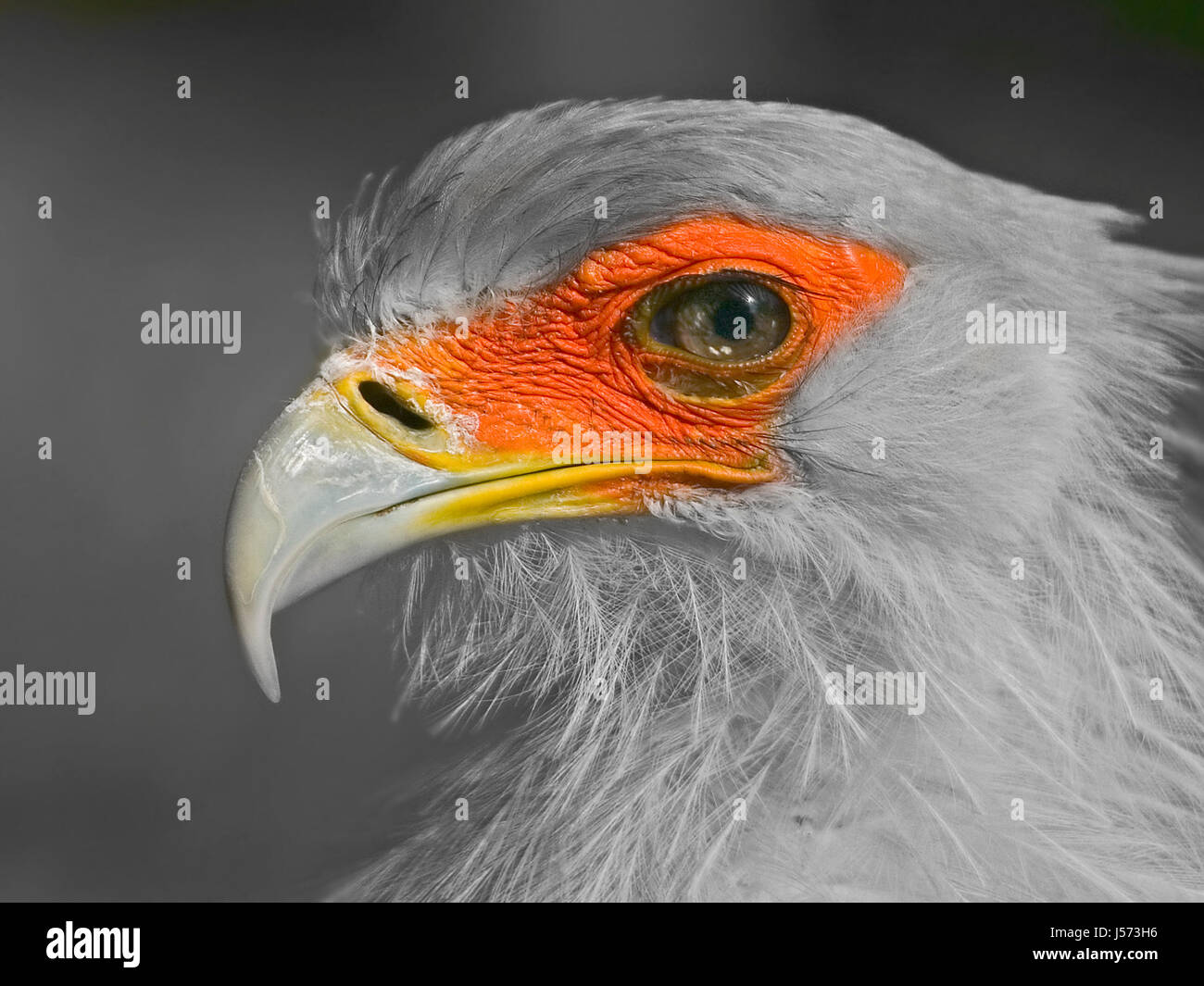 Proud birds hi-res stock photography and images - Alamy