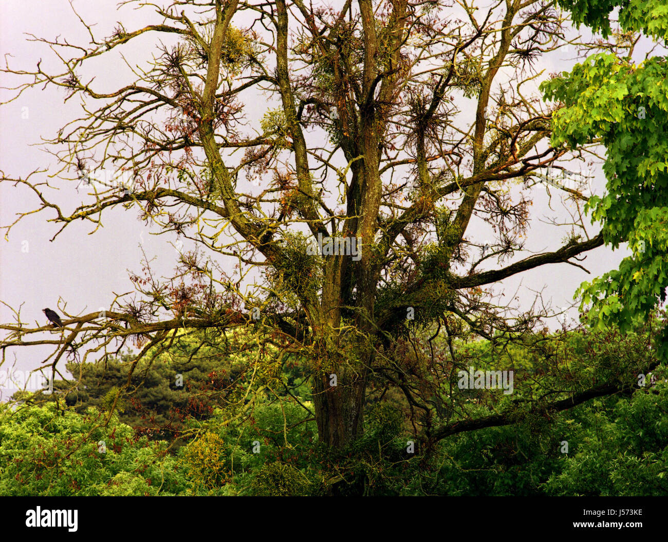 tree trees window porthole dormer window pane virgin forest backyard ...