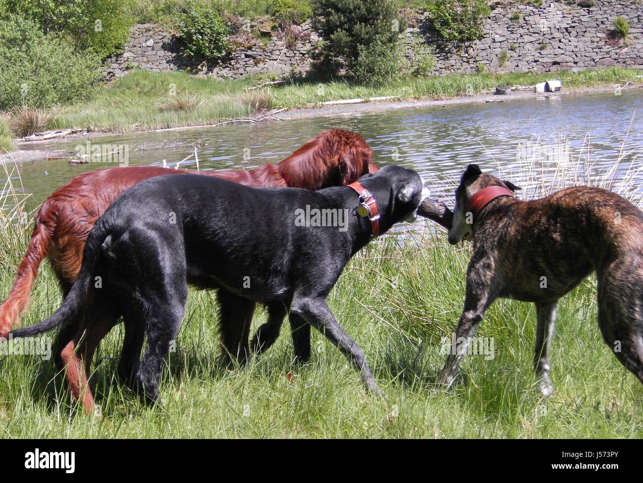 Mine dogs hi-res stock photography and images - Alamy