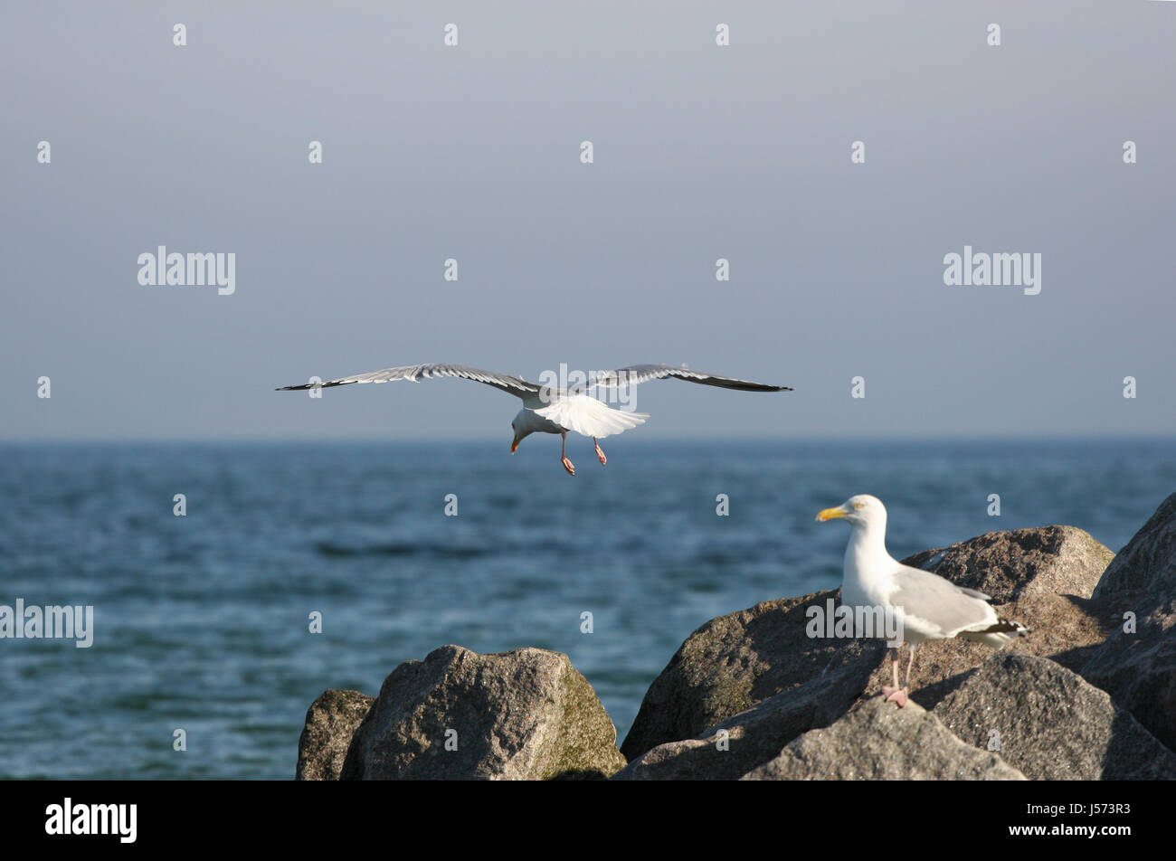 flight animal bird birds water baltic sea salt water sea ocean fly ...