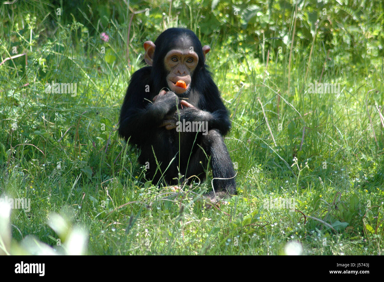 animal green africa monkey zoo skin tele telephoto dainty to gorge ...