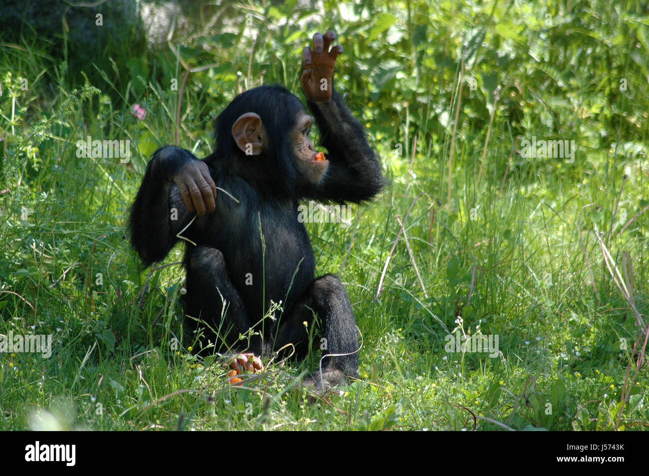 animal green africa monkey zoo skin tele telephoto dainty to gorge ...