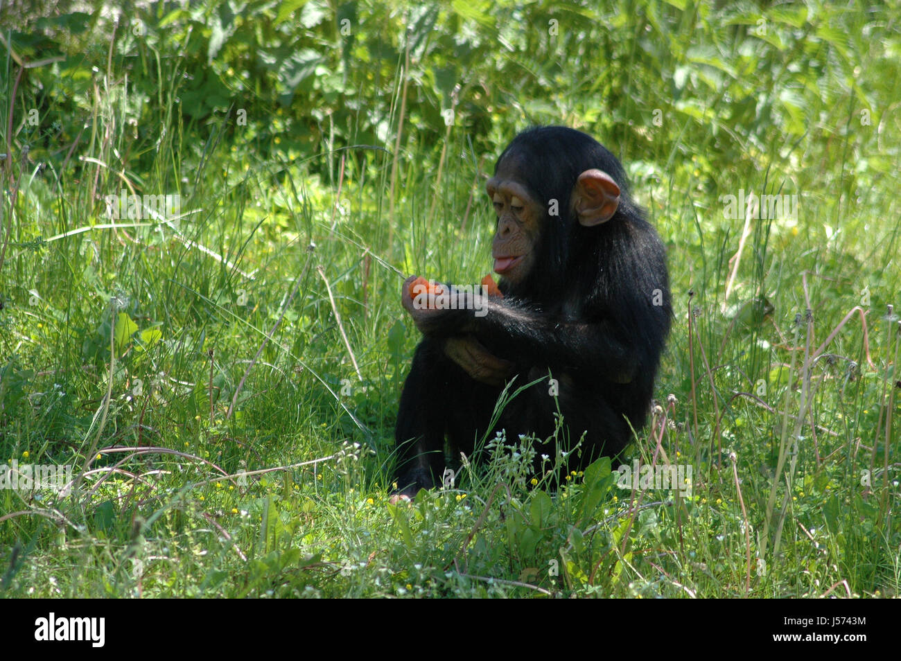 animal green africa monkey zoo skin tele telephoto dainty to gorge ...
