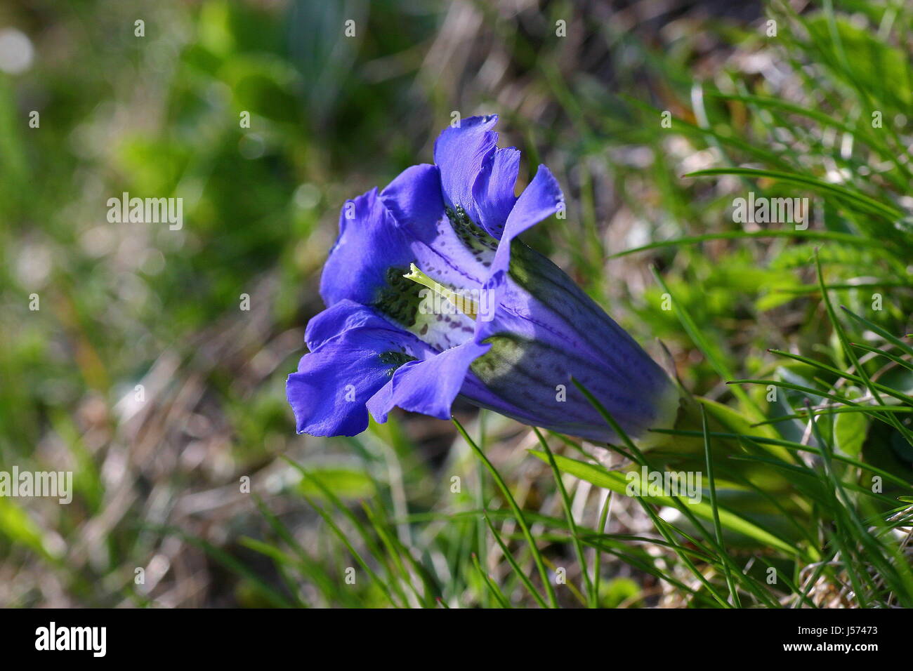 so blue gentian blooming Stock Photo - Alamy