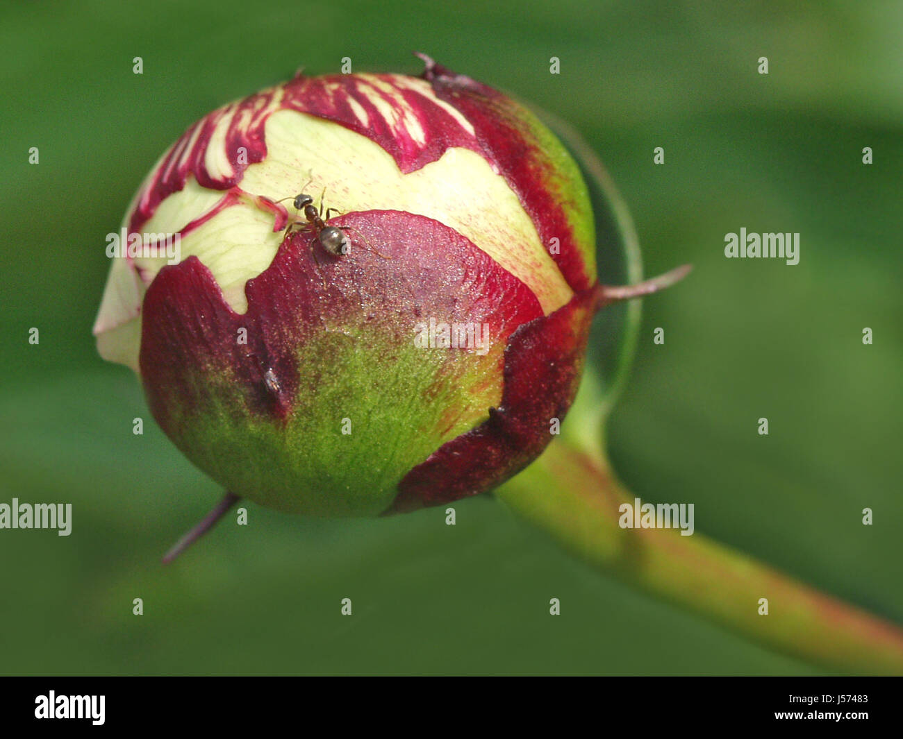 garden ant flower rose plant gardens globe planet earth world dyer ...