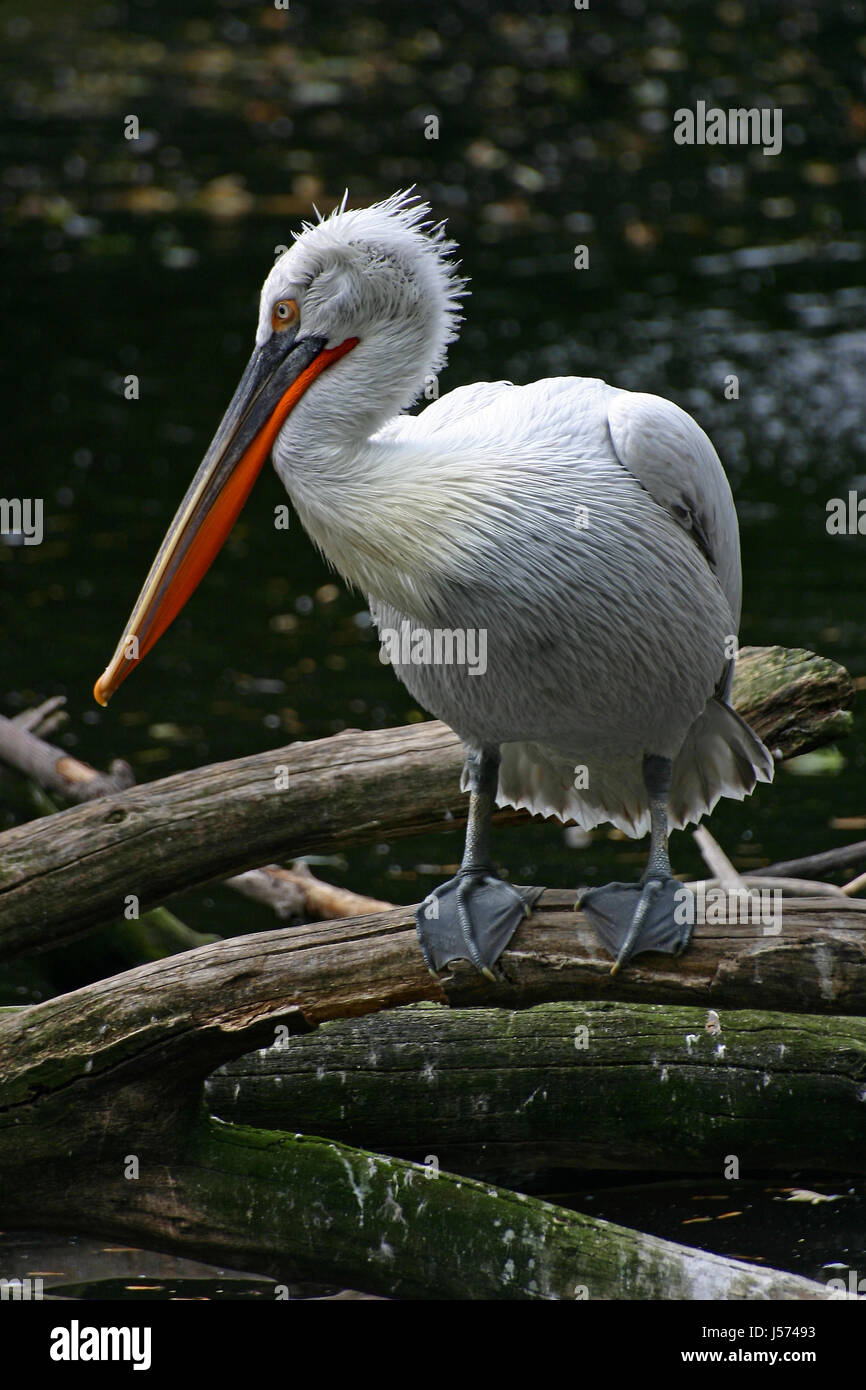 trunk beak feathering waterfowls pelican waterfowl fins tropical beaks ...