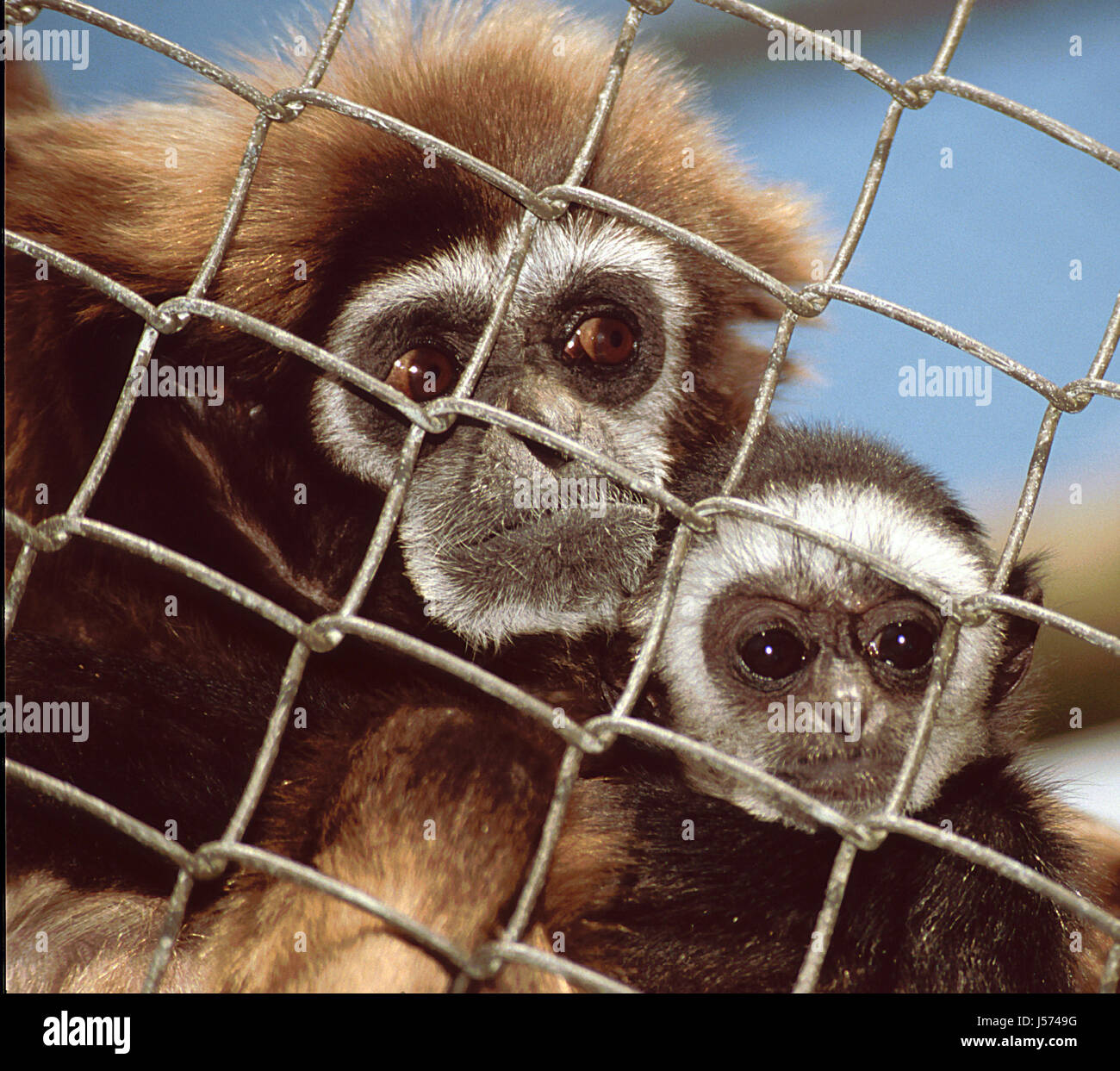 sad monkey fence offspring apes captivity habitat wire netting young ...