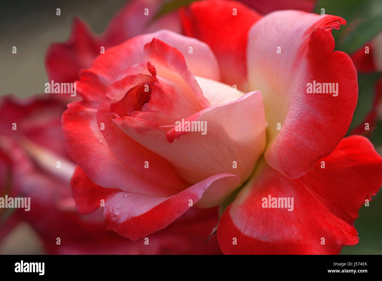 Rose, Hybrid Tea Rose, Rosa x hybrida, Red coloured flower growing ...