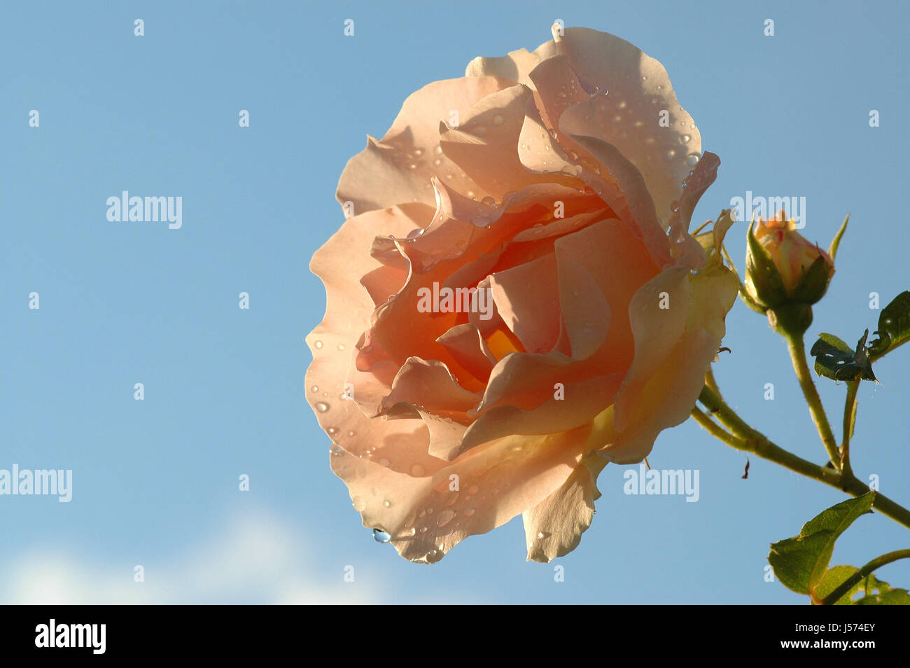 rose after rain Stock Photo - Alamy