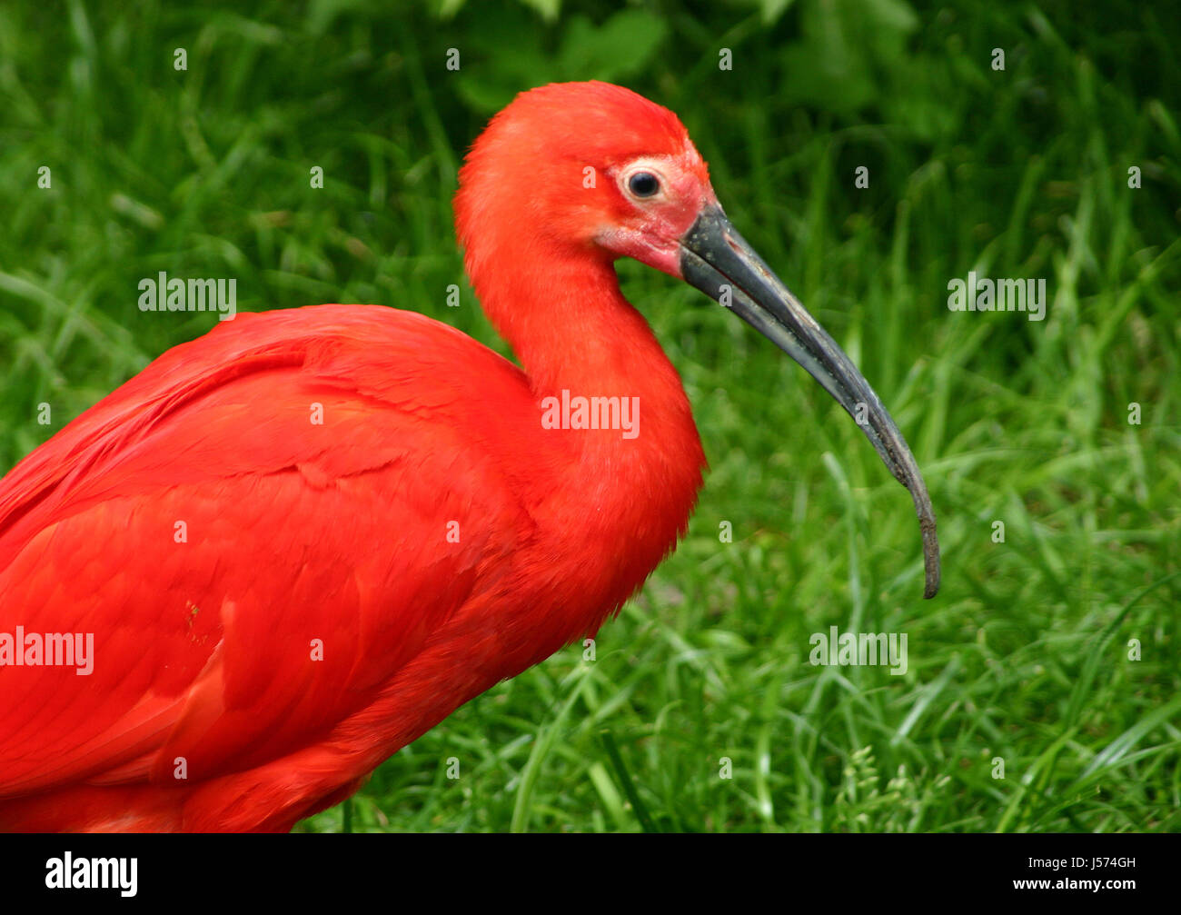 Crazy birds hi-res stock photography and images - Alamy