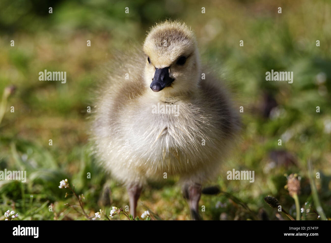 Cute Baby Canada Goose Stock Photo - Alamy