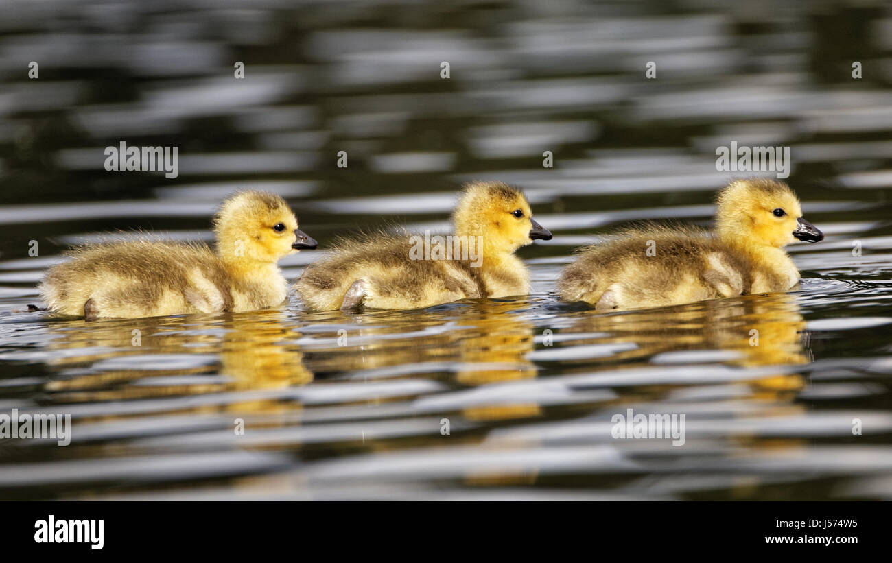 Baby geese goslings hi-res stock photography and images - Alamy