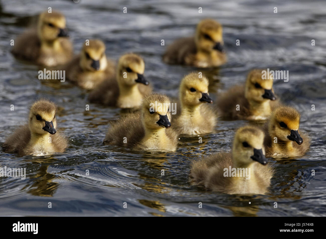 Baby goslings hi-res stock photography and images - Alamy