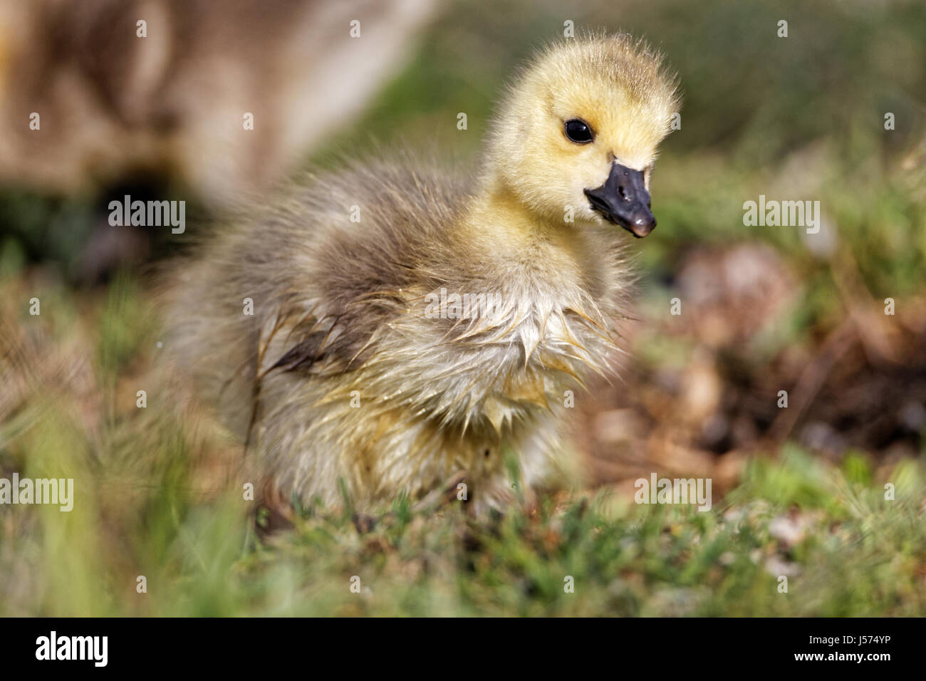 Cute Baby Canada Goose Stock Photo - Alamy