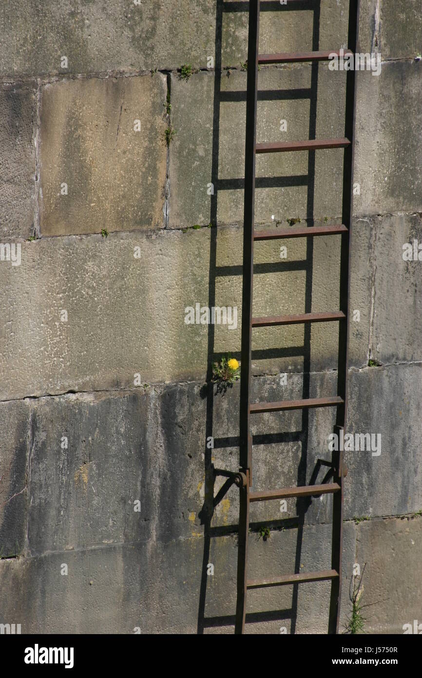 Indestructible plant hi-res stock photography and images - Alamy