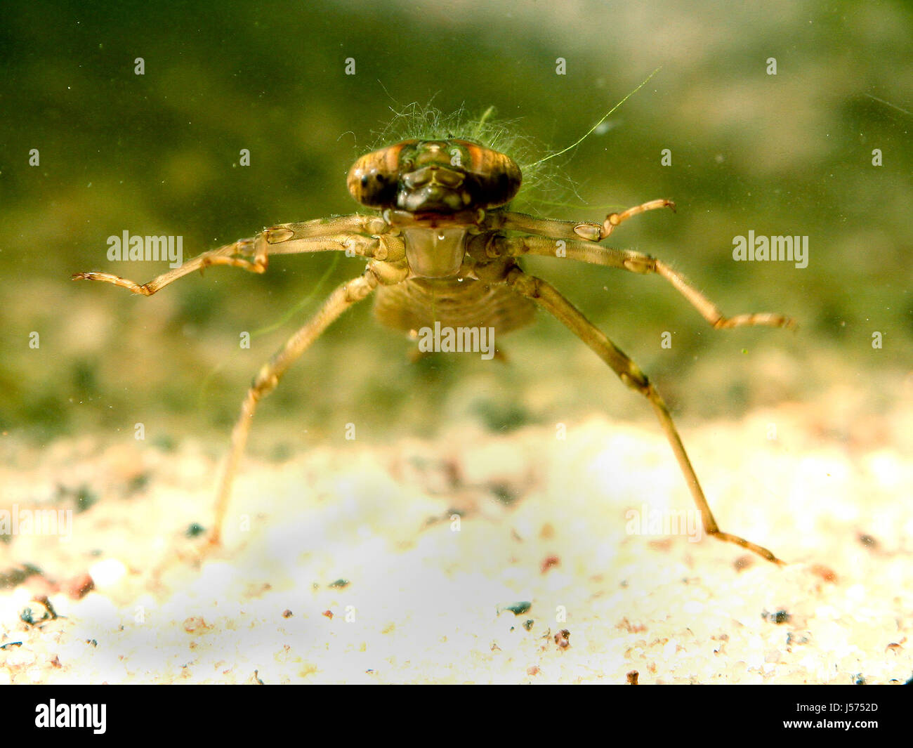 dc i eat you Stock Photo - Alamy