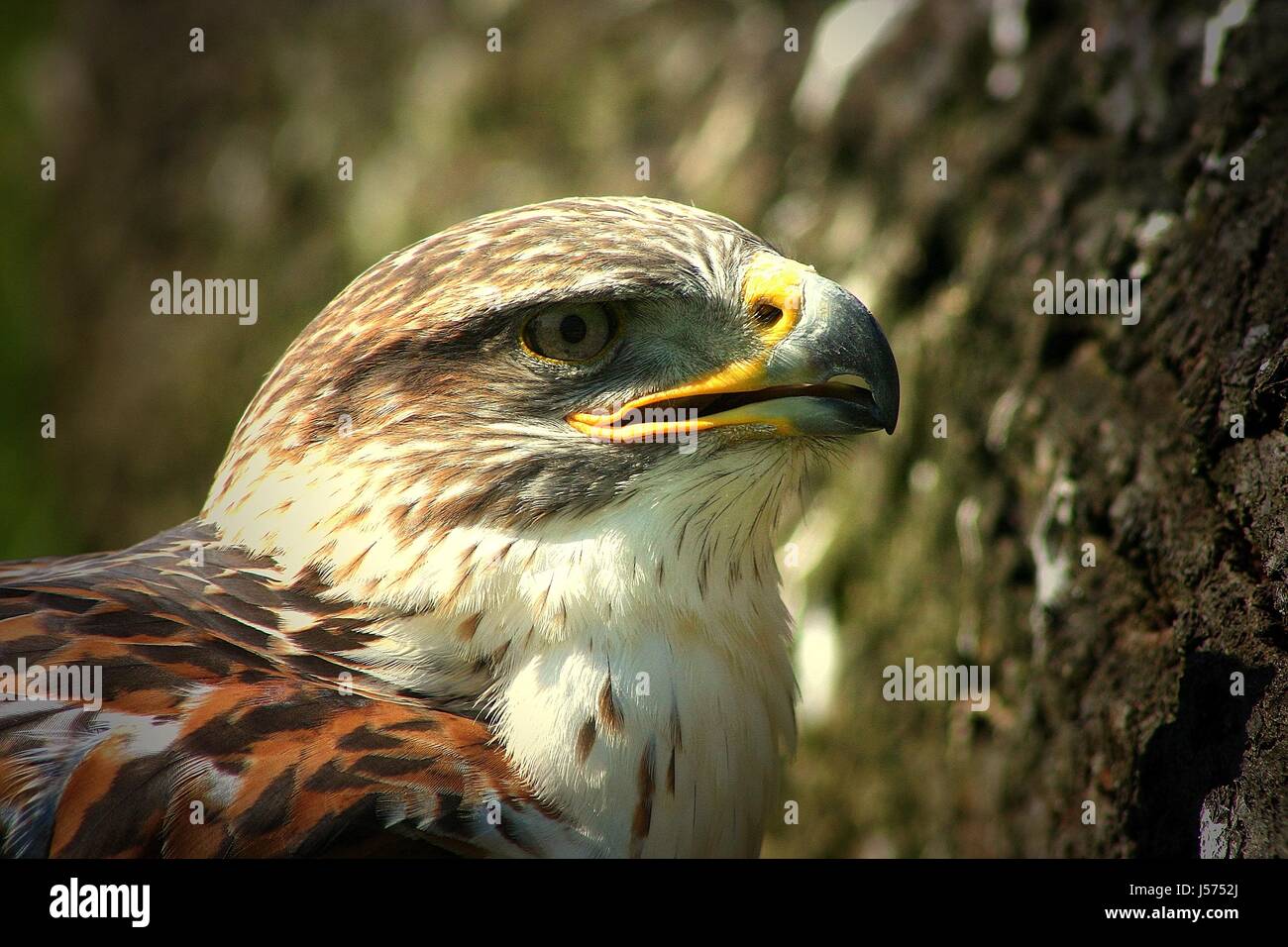 everything in full view Stock Photo - Alamy