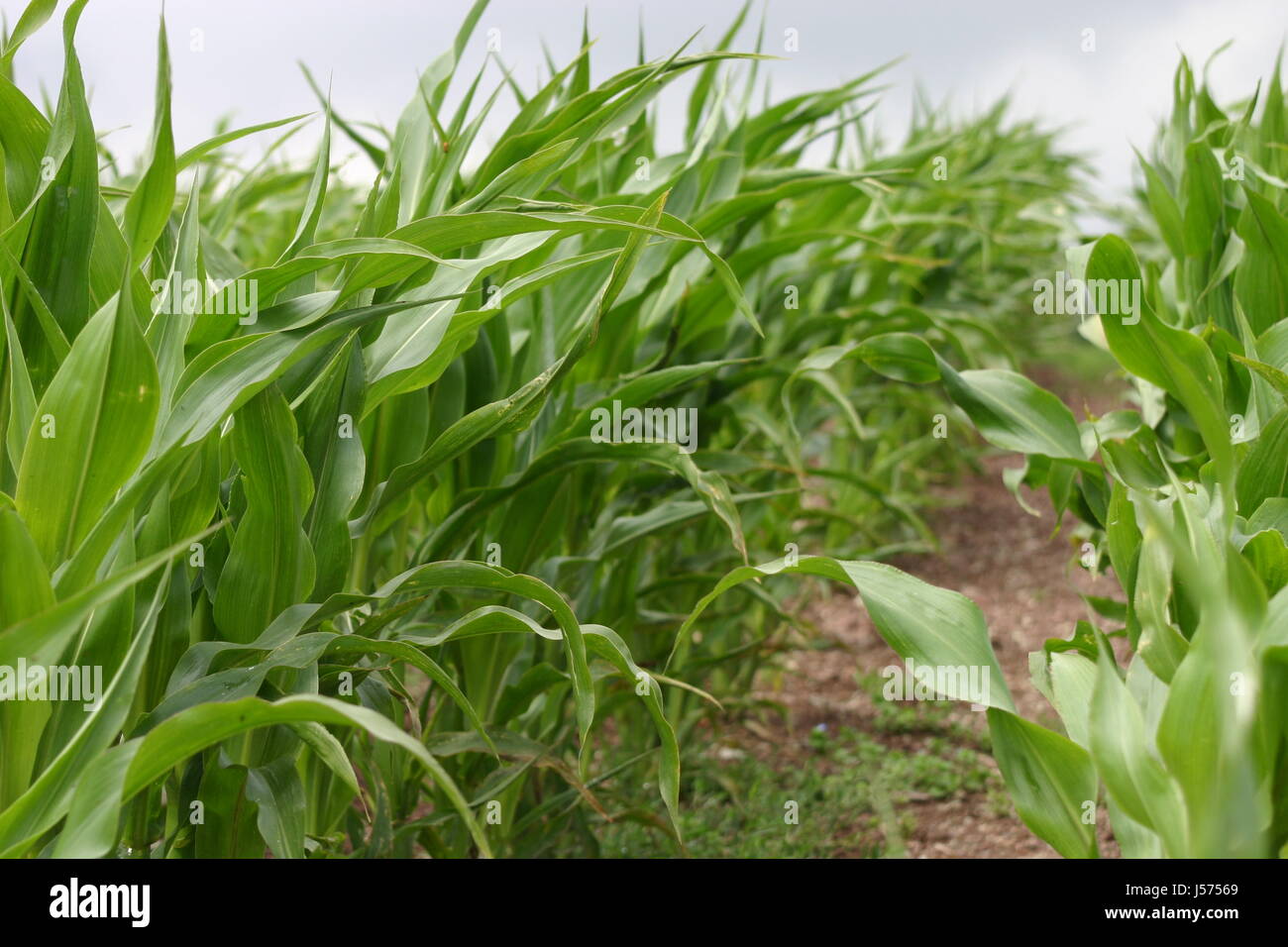 young corn plants Stock Photo - Alamy
