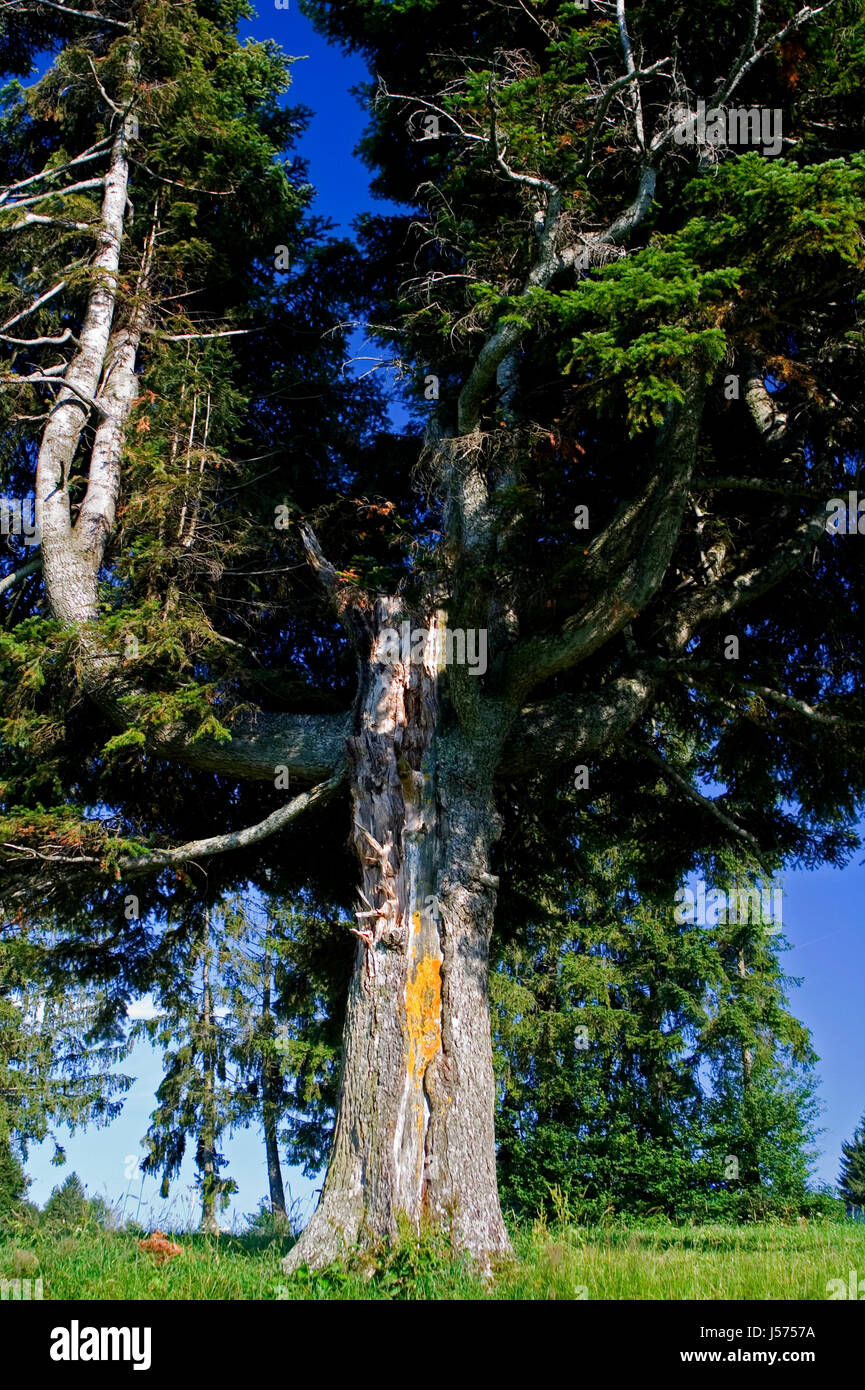 Lightning bark hi-res stock photography and images - Alamy
