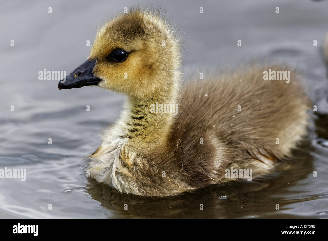 Baby geese goslings hi-res stock photography and images - Alamy