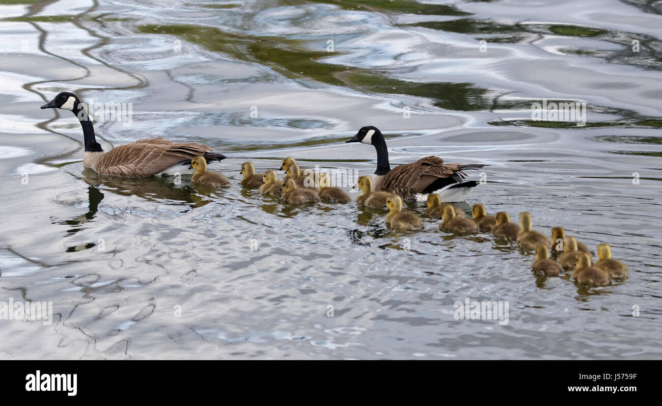 Baby geese goslings hi-res stock photography and images - Alamy