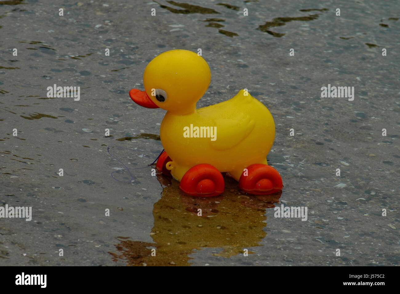 Lost duck hi-res stock photography and images - Alamy