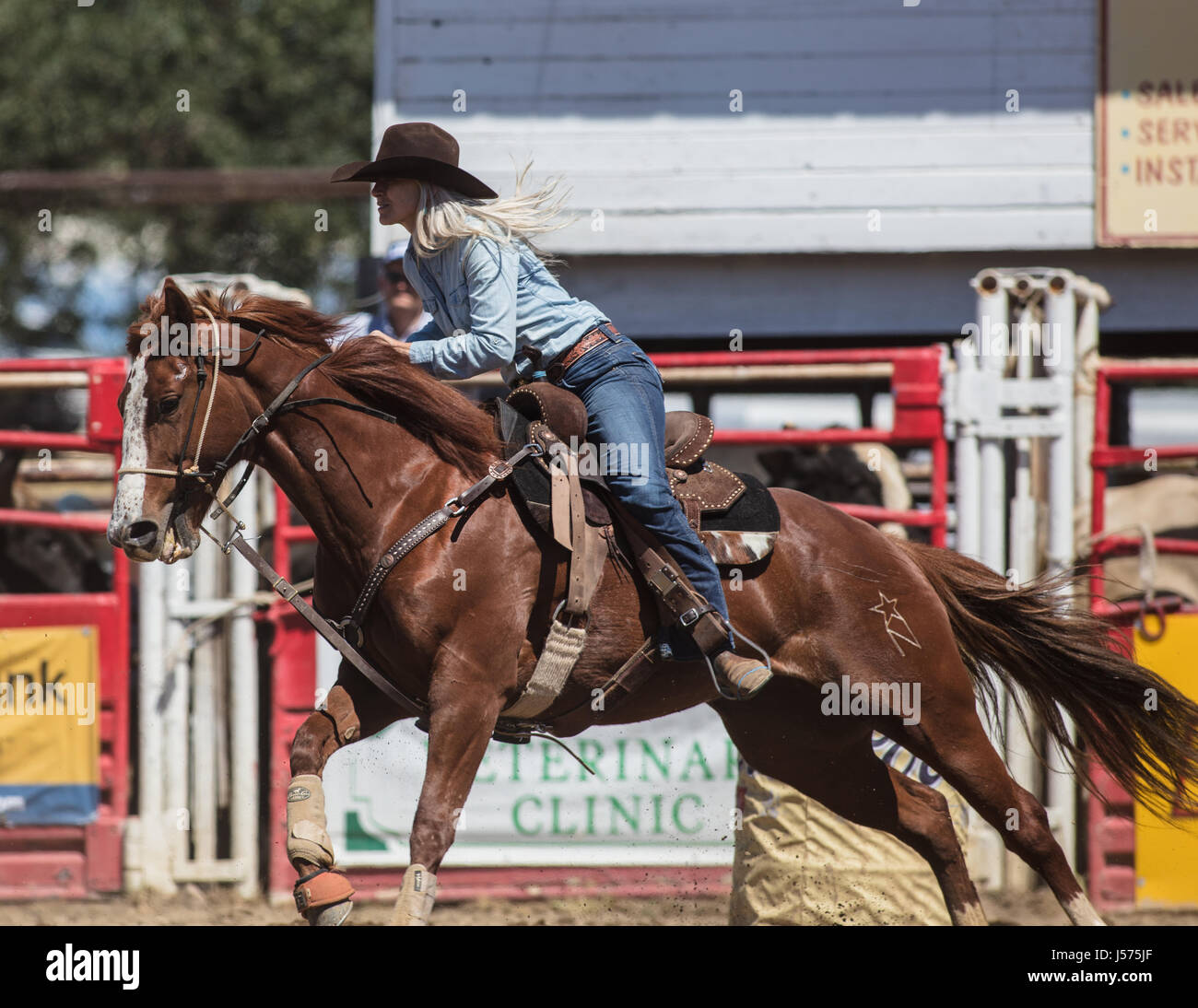 Bull riding cowboys at the rodeo in Cottonwood, California Stock Photo ...
