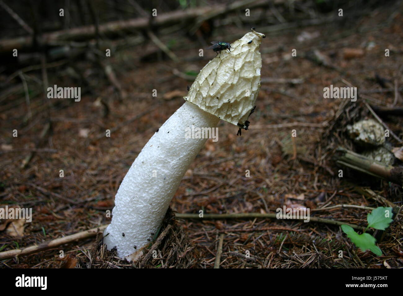 Gemeine stinkmorchel hi-res stock photography and images - Alamy