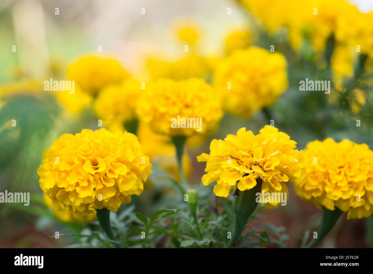 Marigold flowers with selective focus point Stock Photo - Alamy