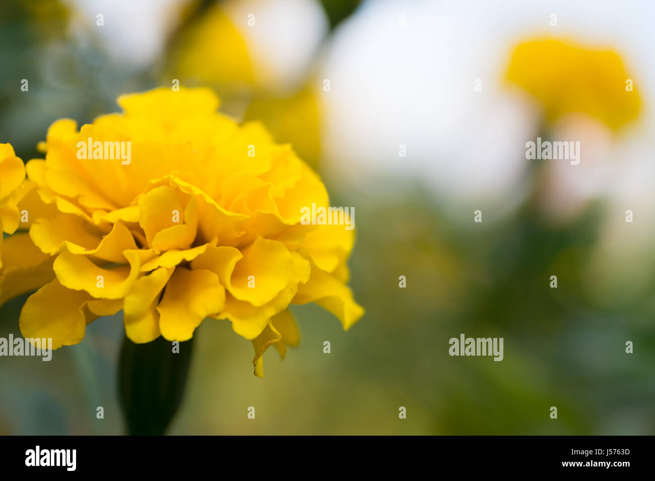 Marigold flowers with selective focus point Stock Photo - Alamy