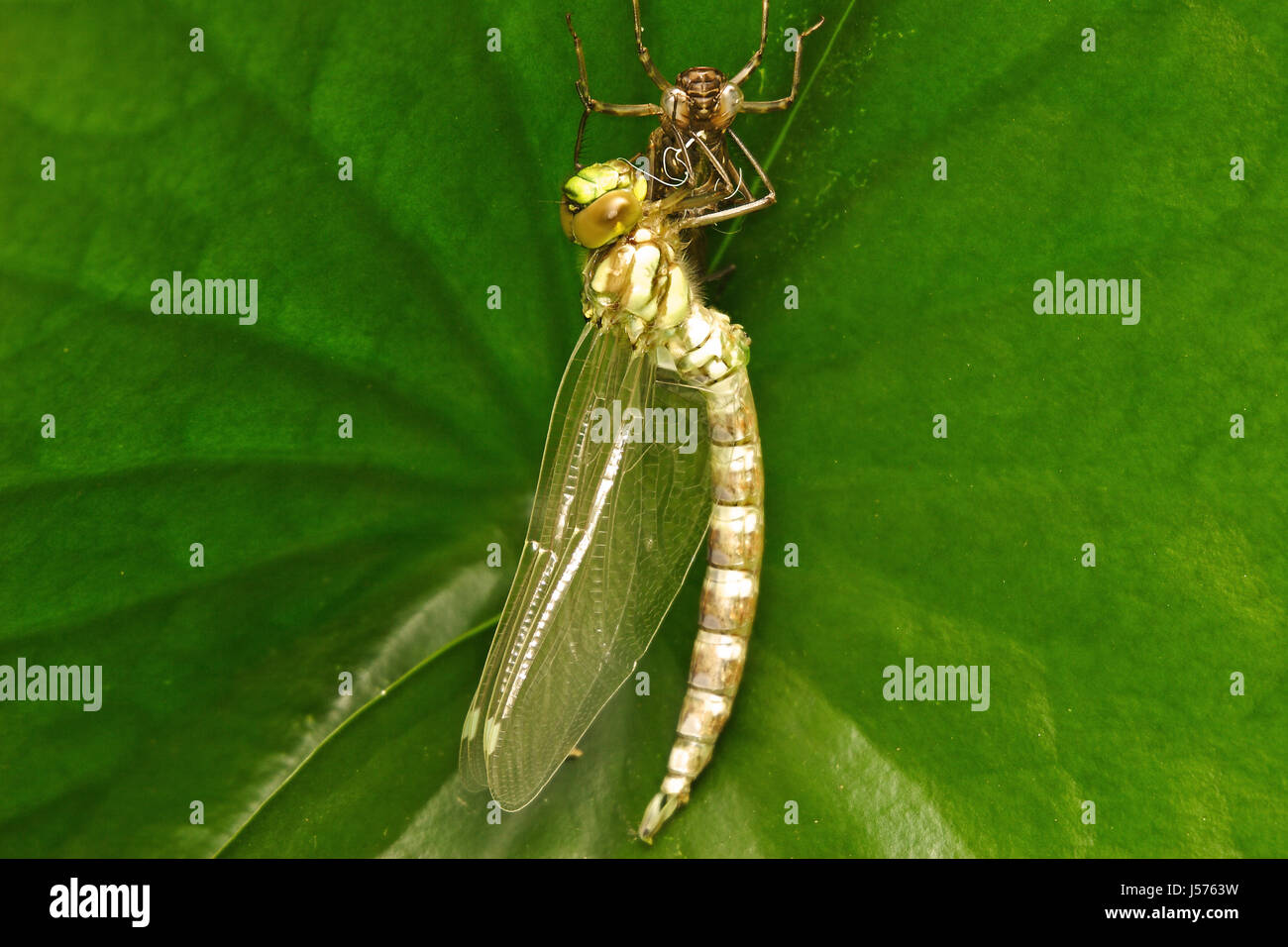 birth of a dragonfly Stock Photo - Alamy