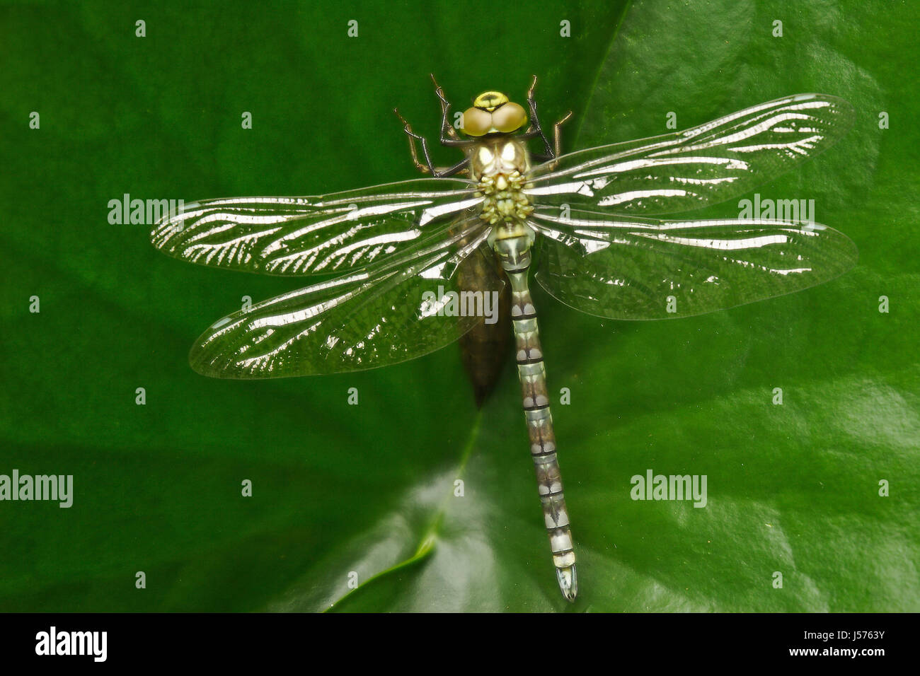 birth of a dragonfly (part2 Stock Photo - Alamy