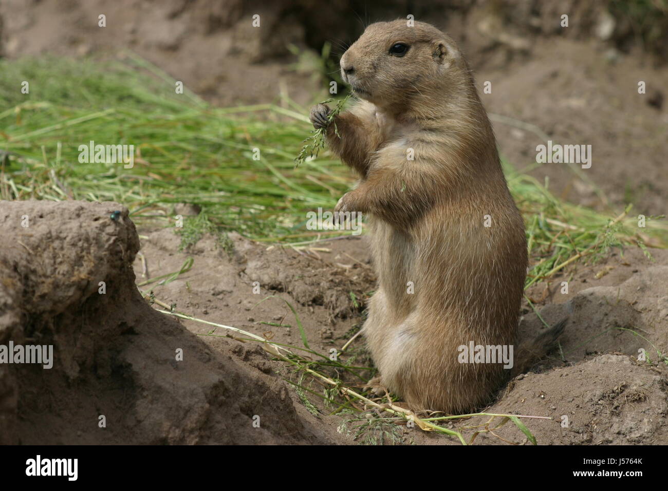 prairie dog 3 Stock Photo - Alamy