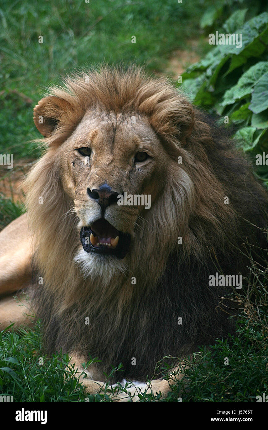 lion - 1 Stock Photo - Alamy