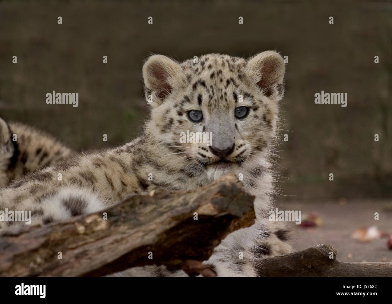 are you playing with me Stock Photo - Alamy