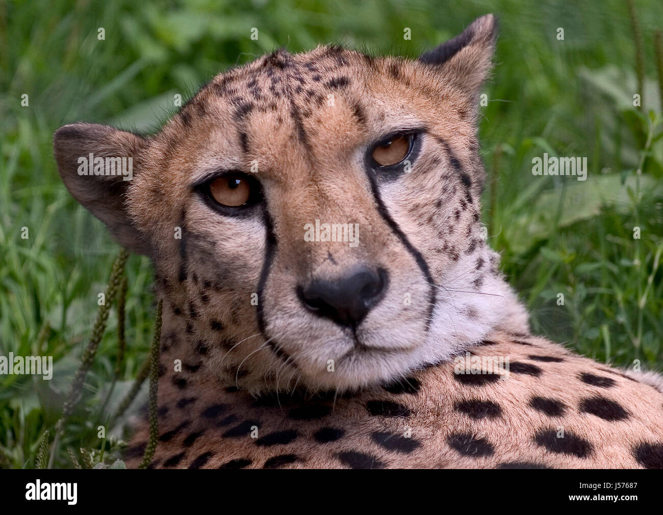 do want to go back to sleep Stock Photo - Alamy