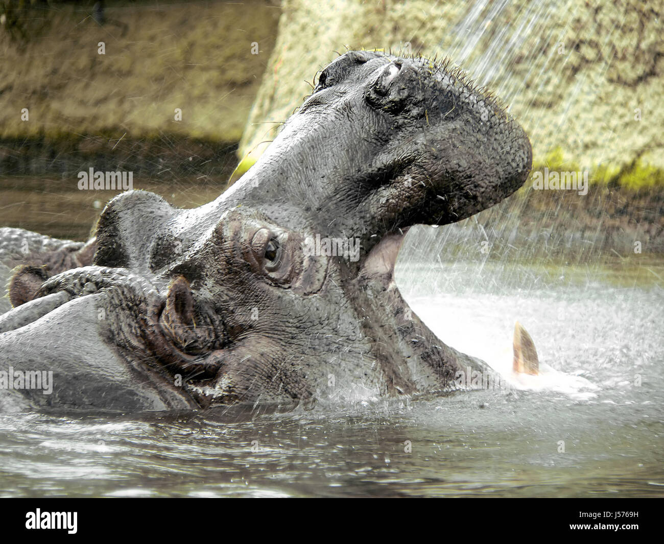 Tierauge hi-res stock photography and images - Alamy