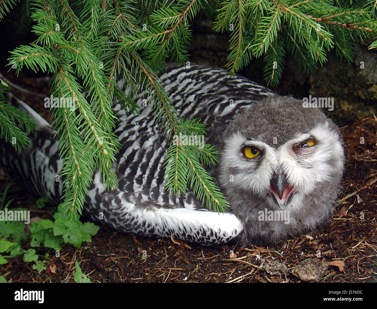 disturbance of the peace Stock Photo - Alamy