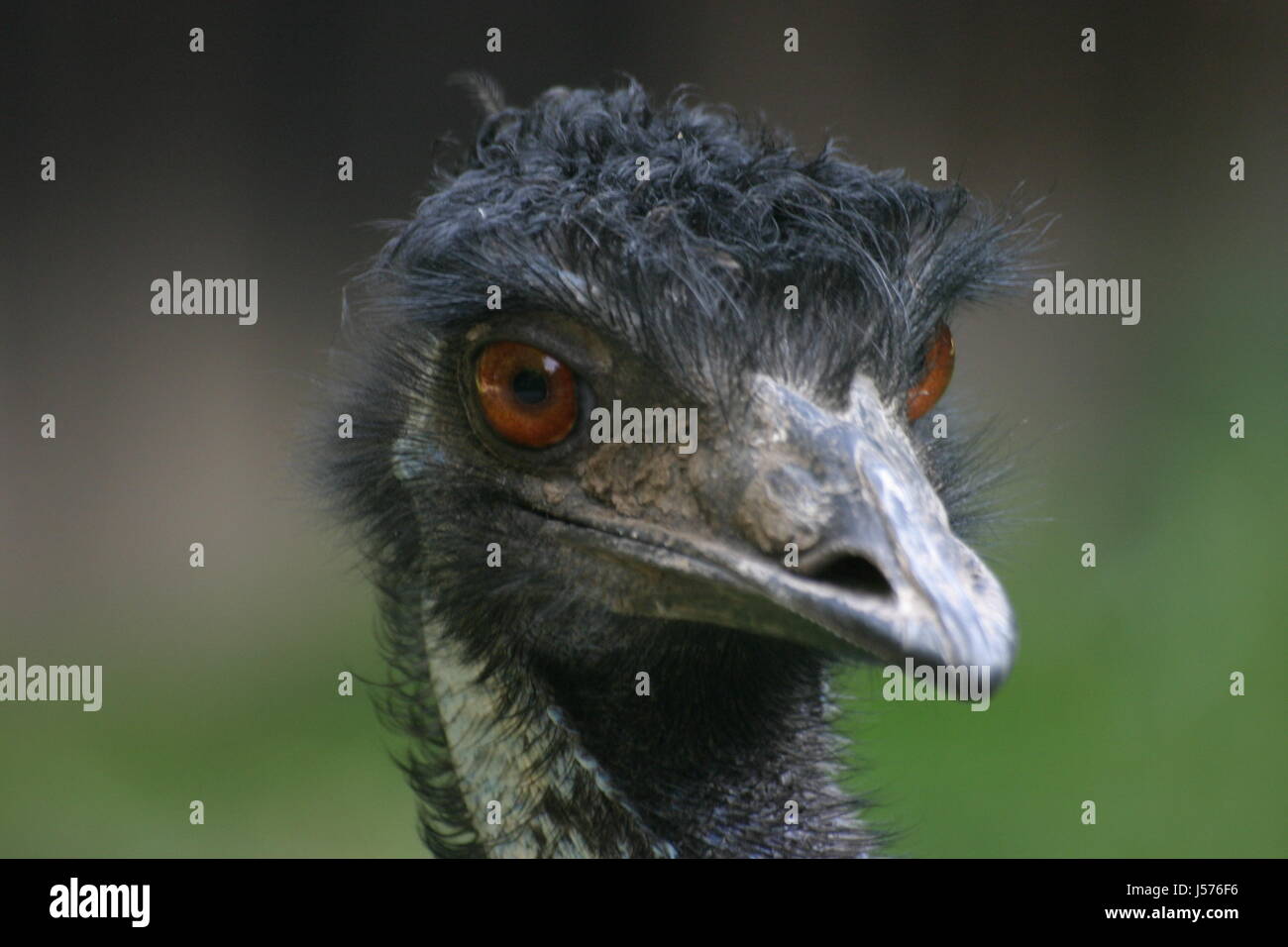 Grosser emu hi-res stock photography and images - Alamy