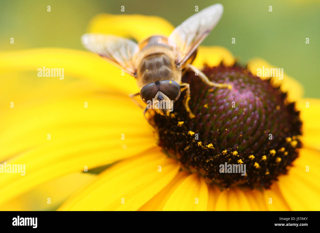 Offside wing hi-res stock photography and images - Alamy