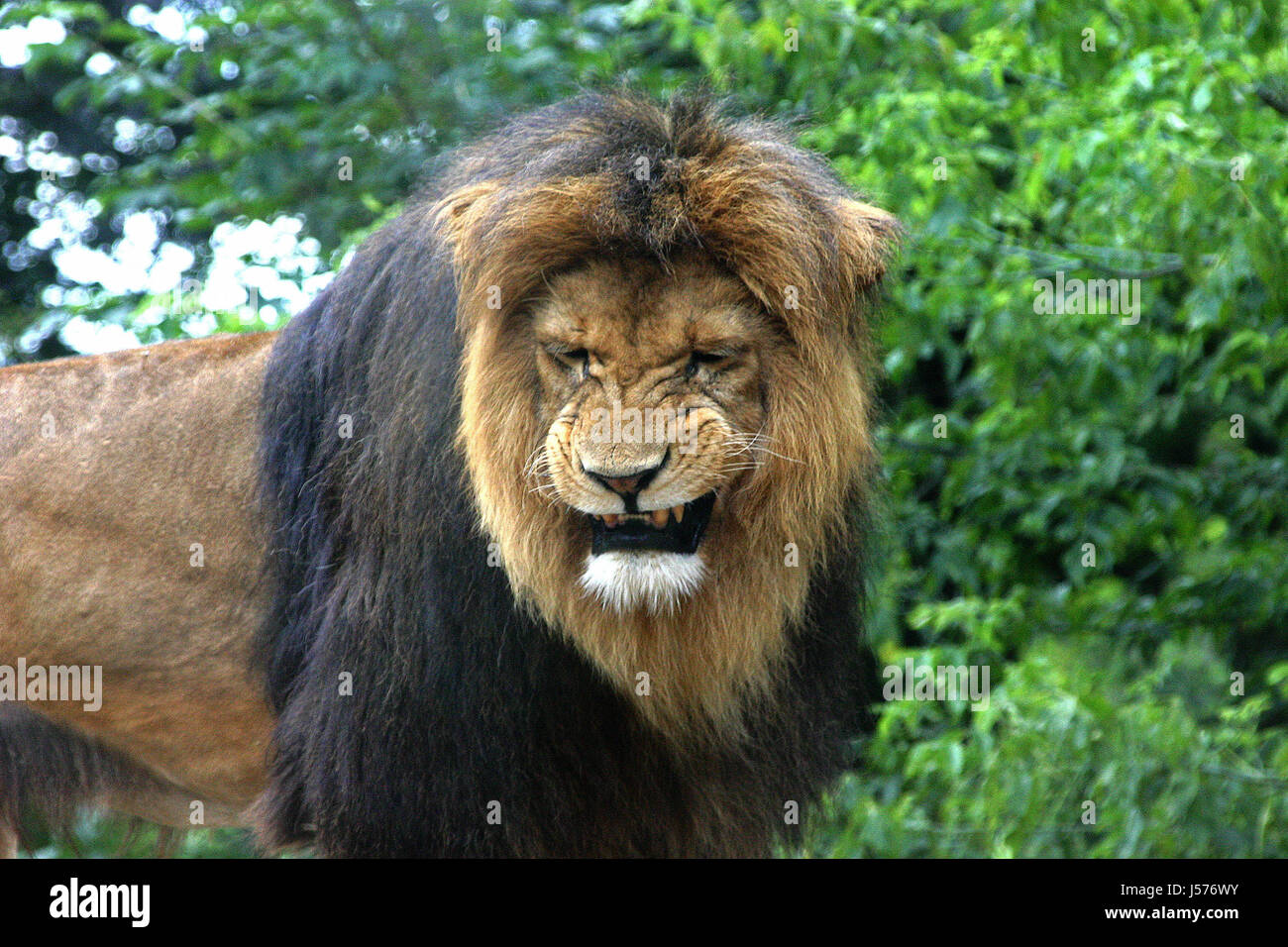 Not captivity hi-res stock photography and images - Alamy